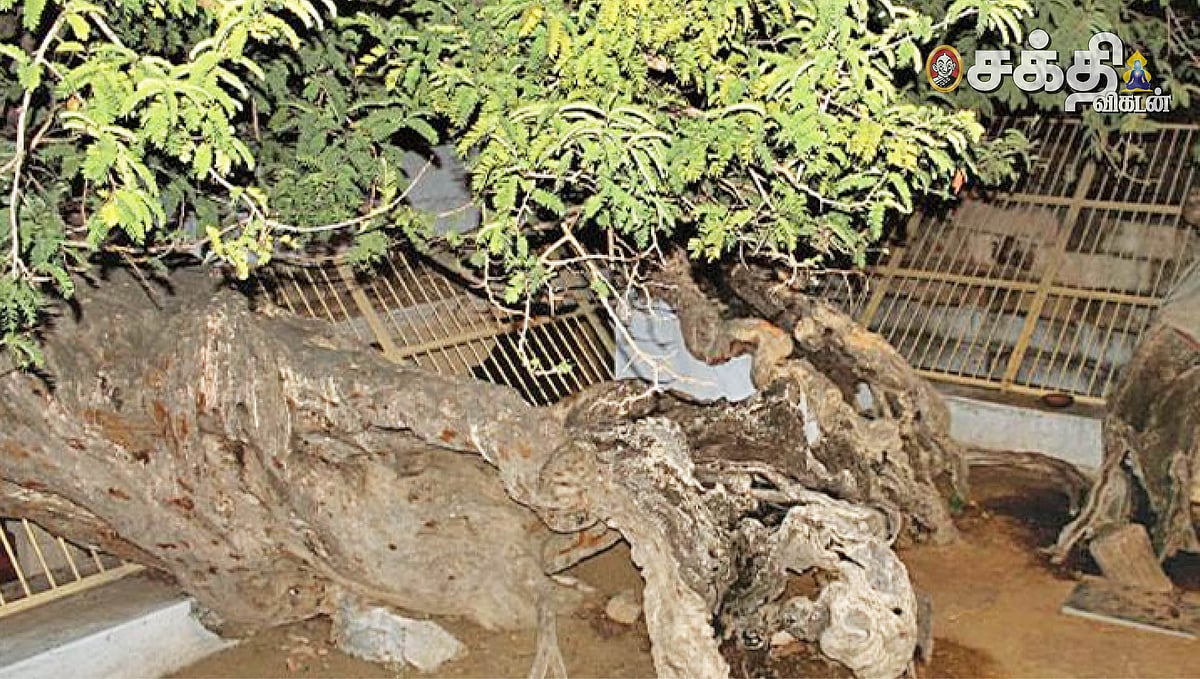 Sakthi Vikatan - 20 February 2024 - புளியோதரை-புளி மகிமைகள்|temple tree ...