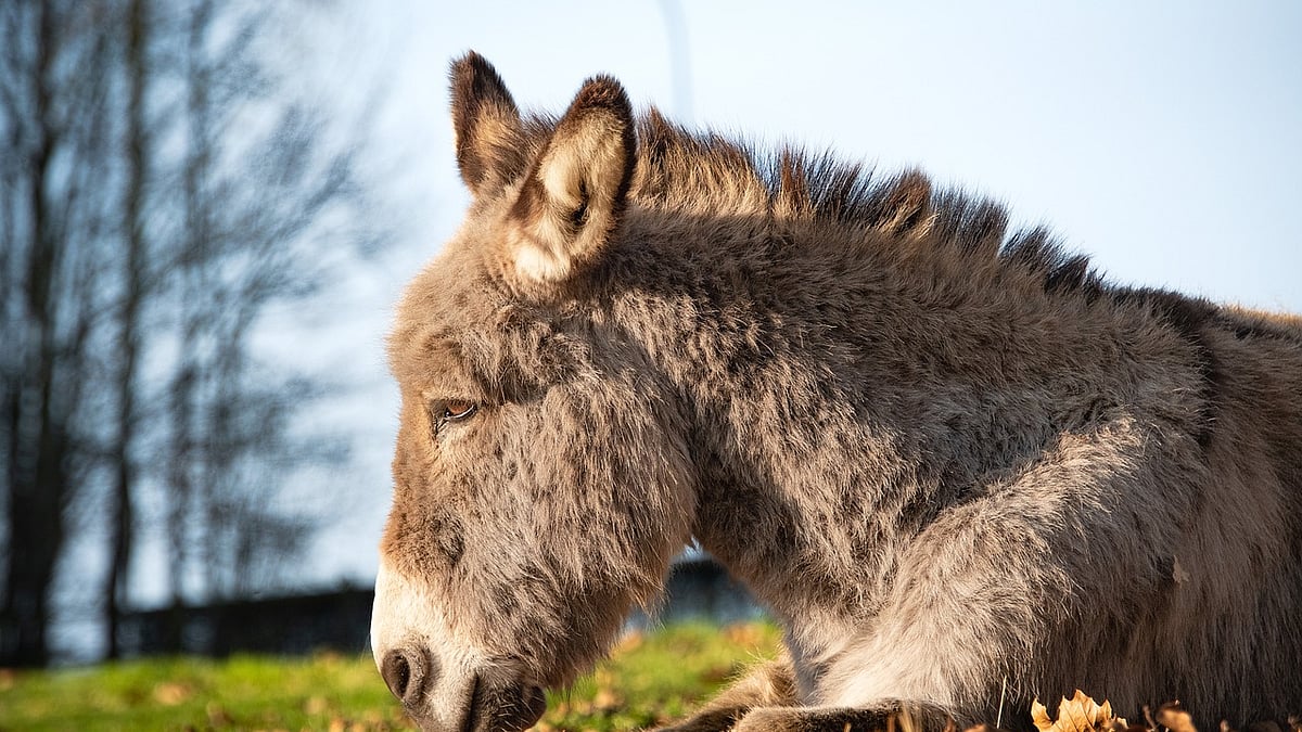 National Livestock Mission: குதிரை, கழுதை, ஒட்டகம் வளர்க்க ரூ.10 கோடி ...