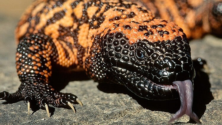 Lizard: `4 நிமிஷம் பல்லி கடிச்சது ஆச்சர்யமில்ல'... வீட்டில் வளர்த்த ...