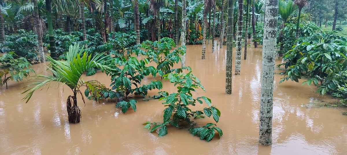 பந்தலூர்: ஆர்ப்பரிக்கும் பொன்னானி; மிதக்கும் தேயிலை தோட்டங்கள் ...