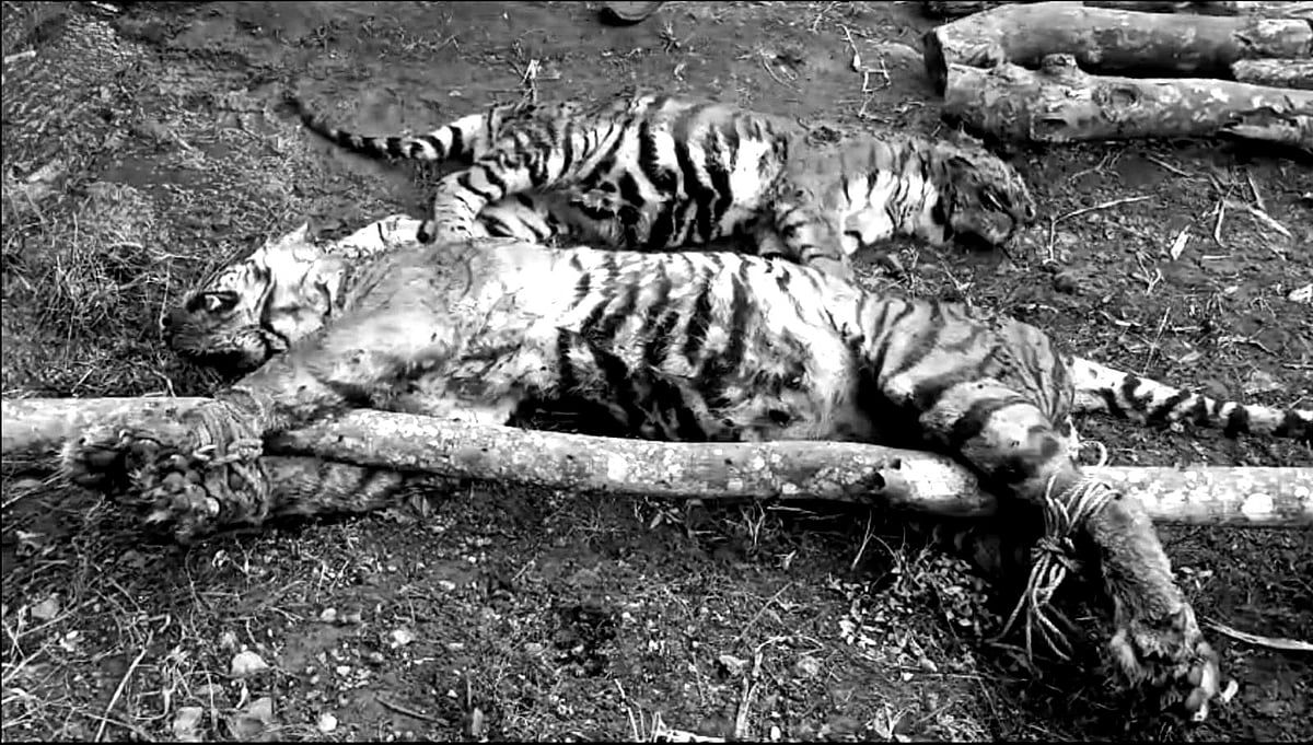 நீலகிரி: தோல், நகங்களுக்காக புலிகளுக்கு விஷம் வைத்துக் கொன்ற கொடூரம் ...