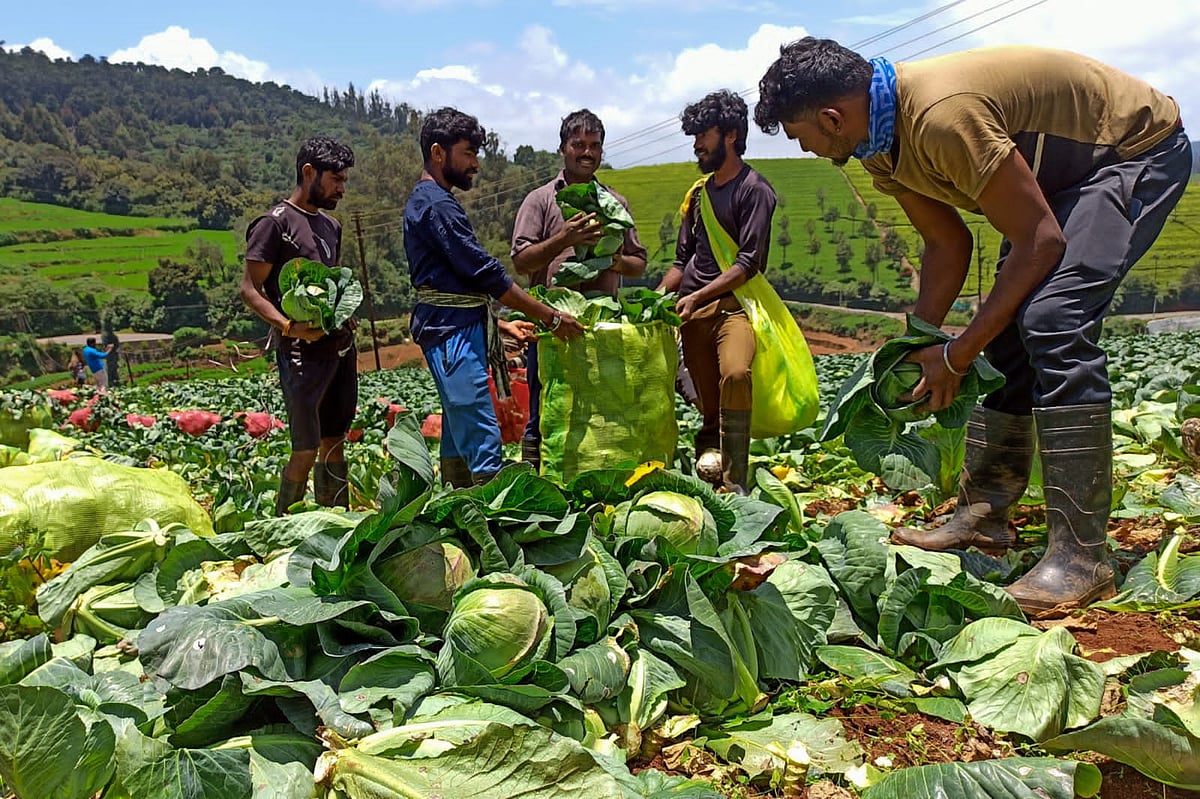 அந்தமான் தீவுகளுக்கு ஏற்றுமதியாகும் ஊட்டி முட்டைகோஸ்; அறுவடையில் ...