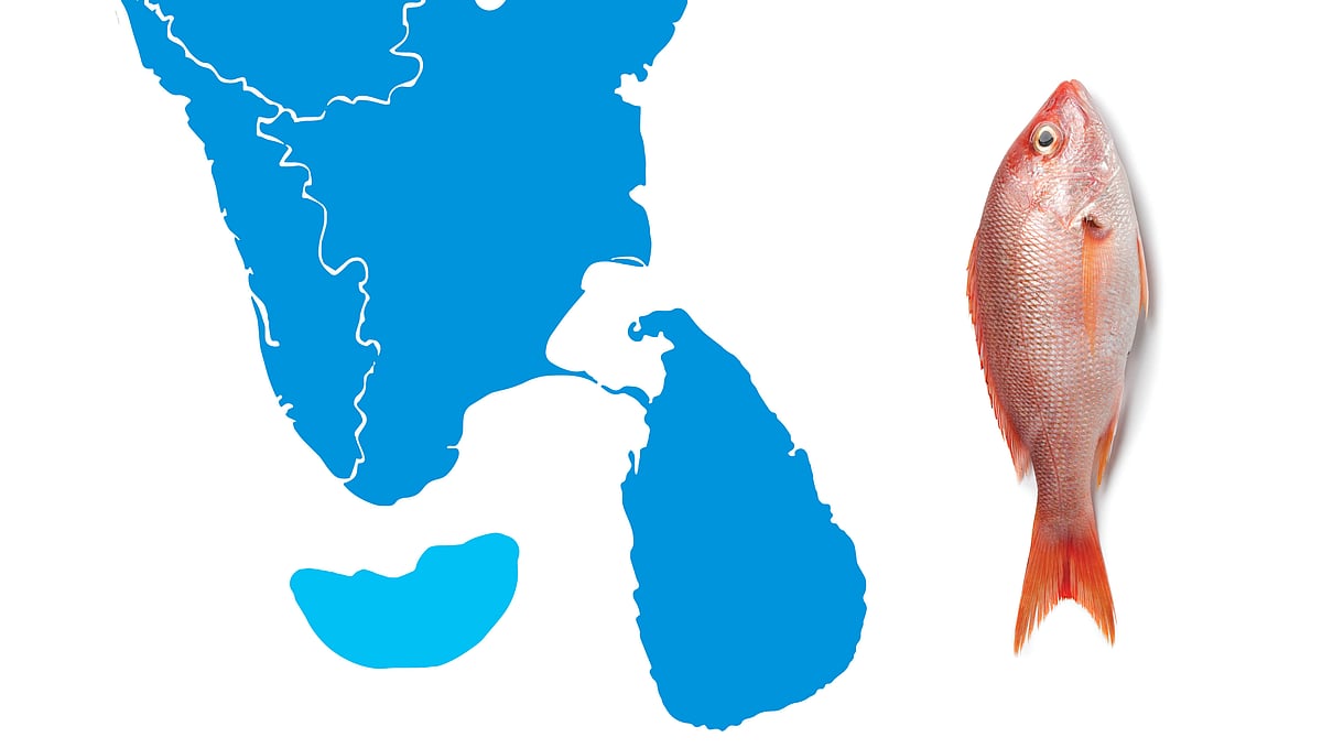 Ananda Vikatan - 04 December 2024 - “மீன்களும் மீனவர்களும் இல்லாத கடலை ...