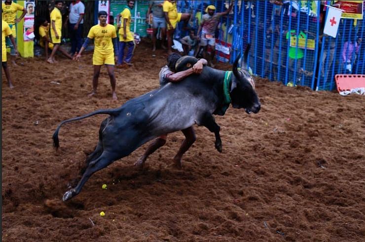 Jallikattu 2025: ஜல்லிக்கட்டுக்குள் இறங்கும் பாடி பில்டர்; போர்க்குணம் கொண்ட புலிக்குளம் காளைகள் ...