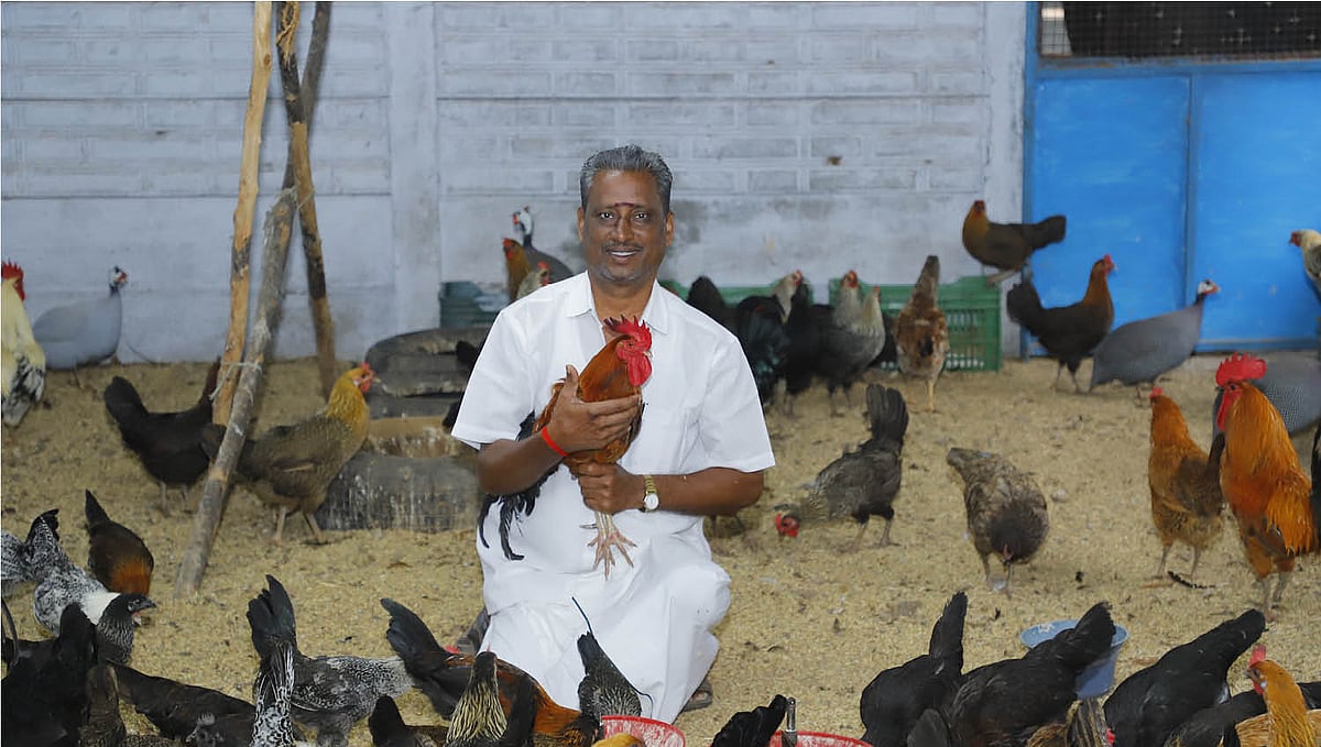 Pasumai Vikatan - 10 July 2025 - 1,300 தாய்க்கோழிகள்... மாதம் ரூ.1 ...